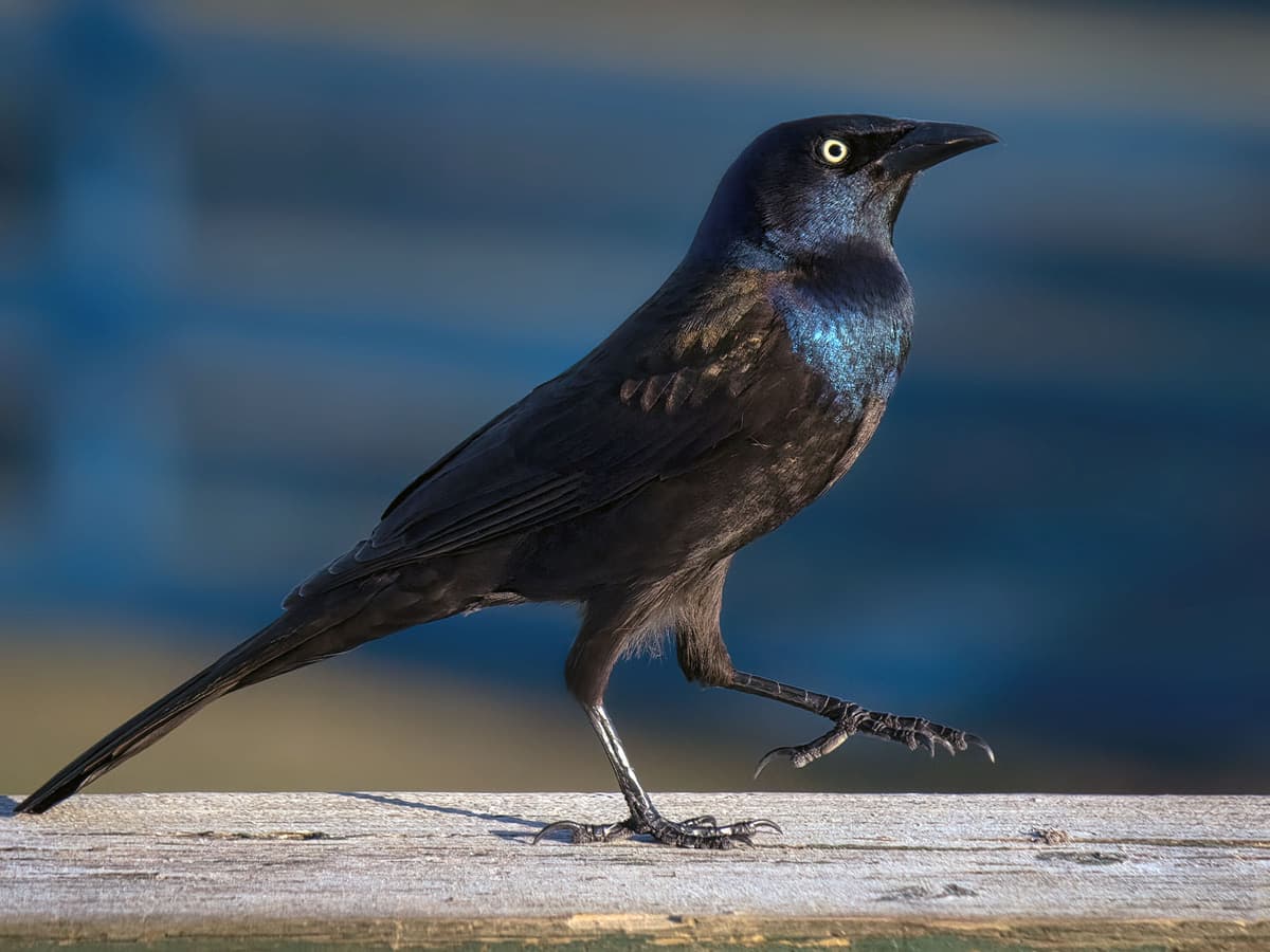 Common Grackle | Birdfact