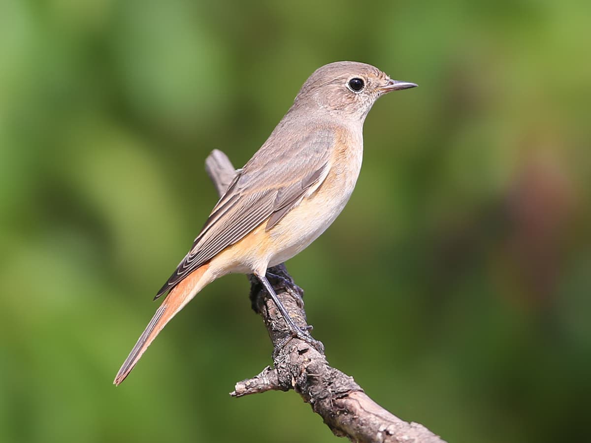 Common Redstart | Birdfact