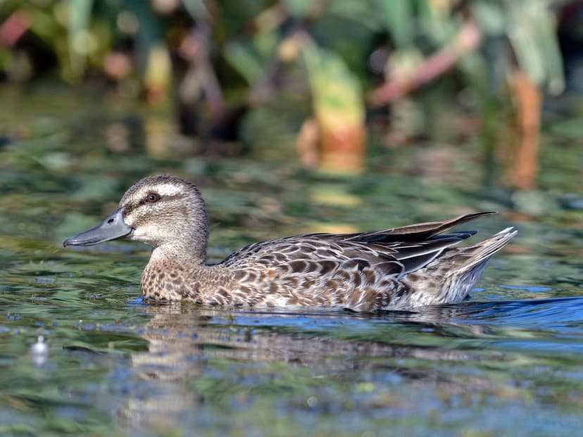 Garganey | Birdfact