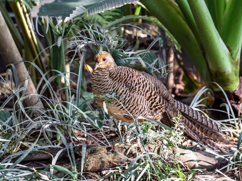 Golden Pheasant | Birdfact