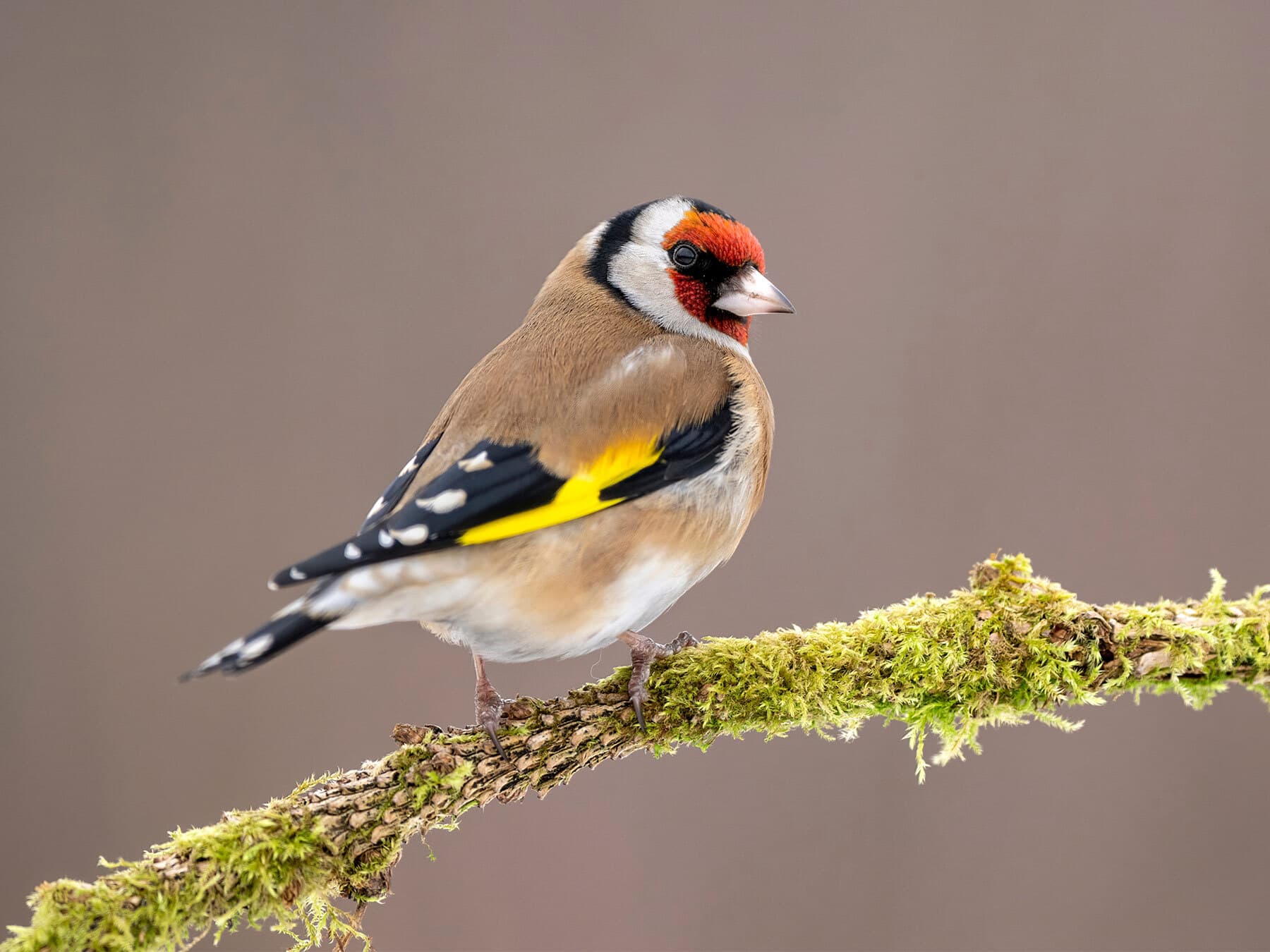 Female European Goldfinches: A Complete Guide | Birdfact