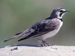Horned Lark | Birdfact