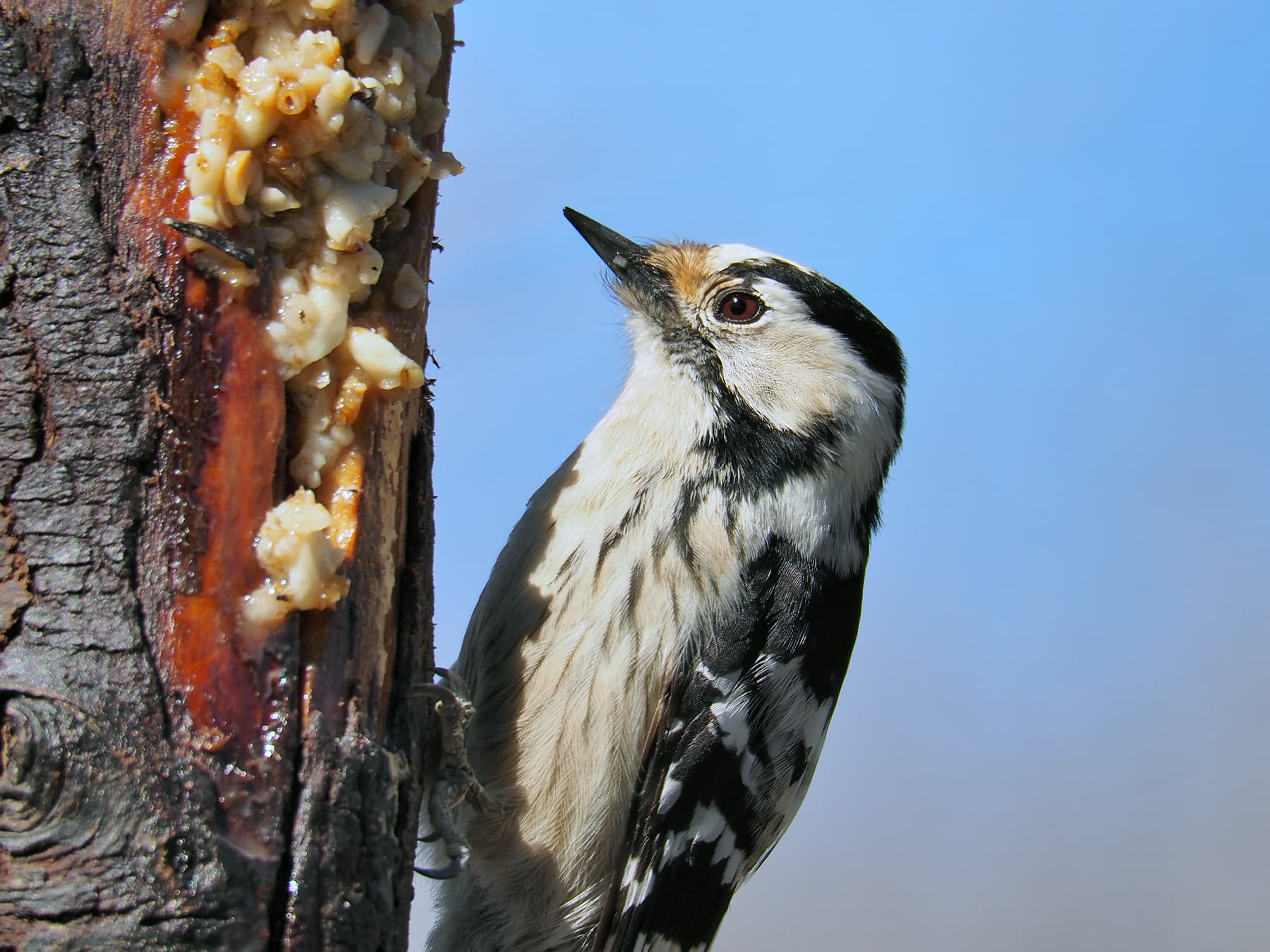 Lesser Spotted Woodpecker | Birdfact