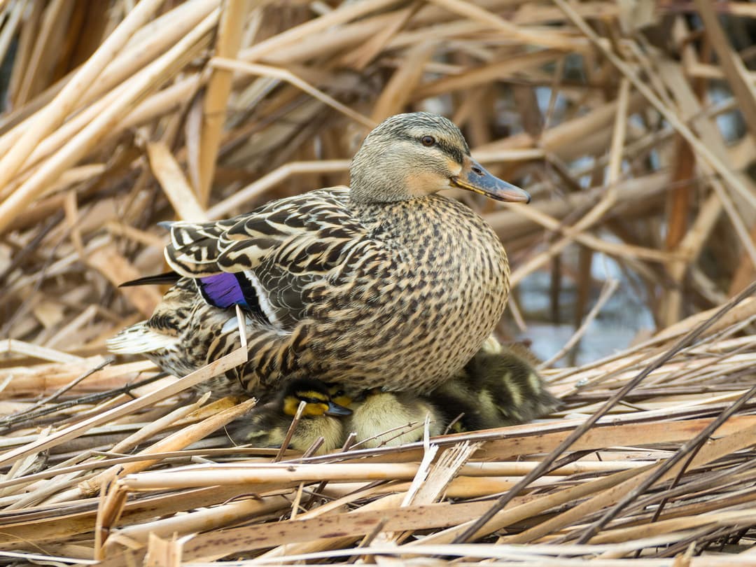 Mallard Nesting (Behavior, Eggs + Location) | Birdfact