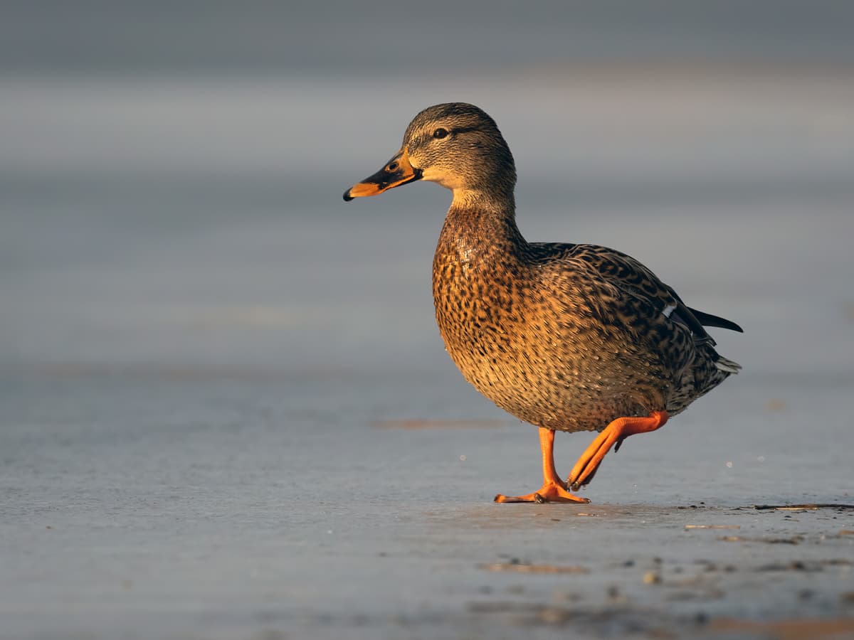 How Long Do Ducks Live? An In-depth Guide of Duck Lifespan | Birdfact