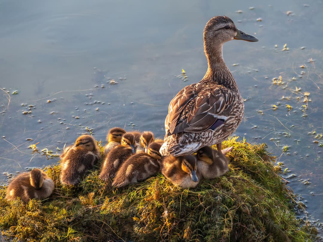 Mallard Nesting (Behavior, Eggs + Location) | Birdfact