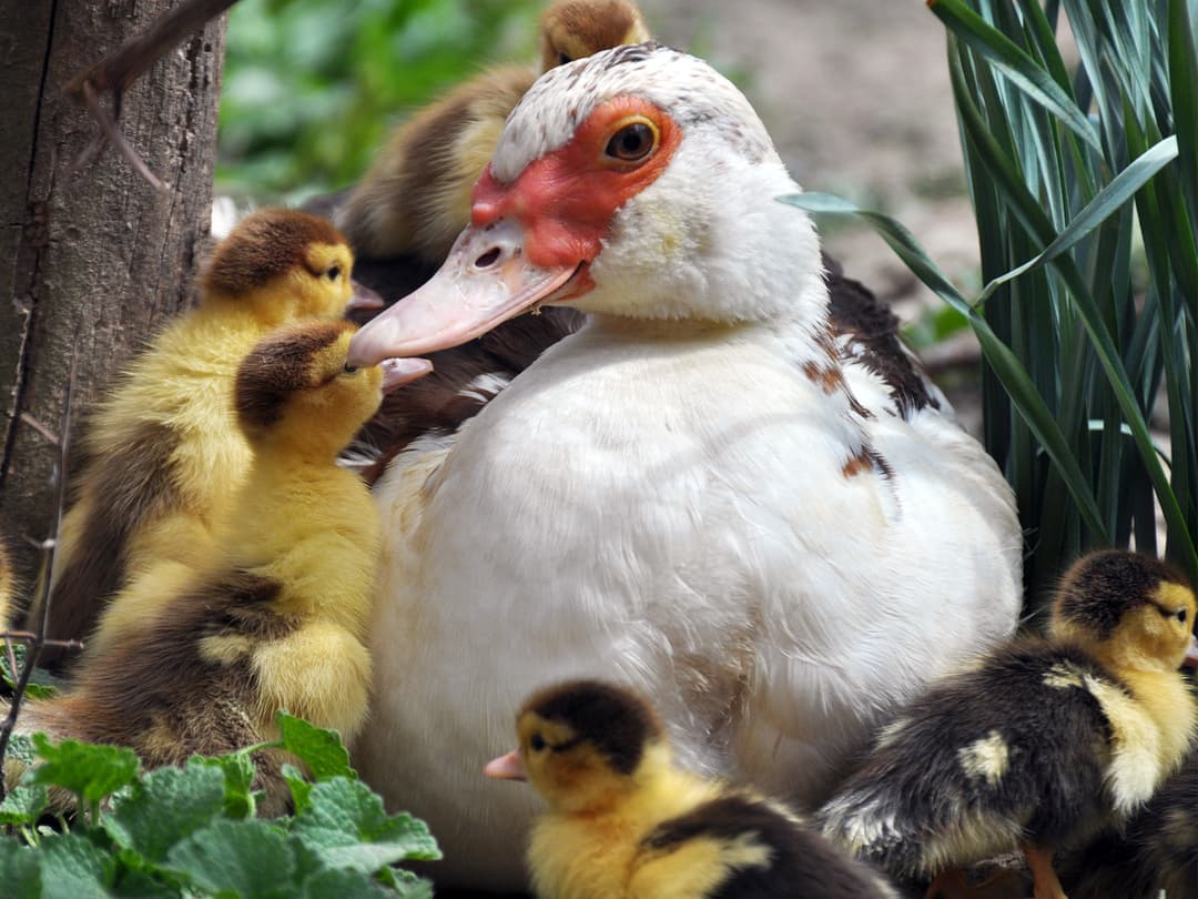 How Long Do Ducks Live? An In-depth Guide of Duck Lifespan | Birdfact