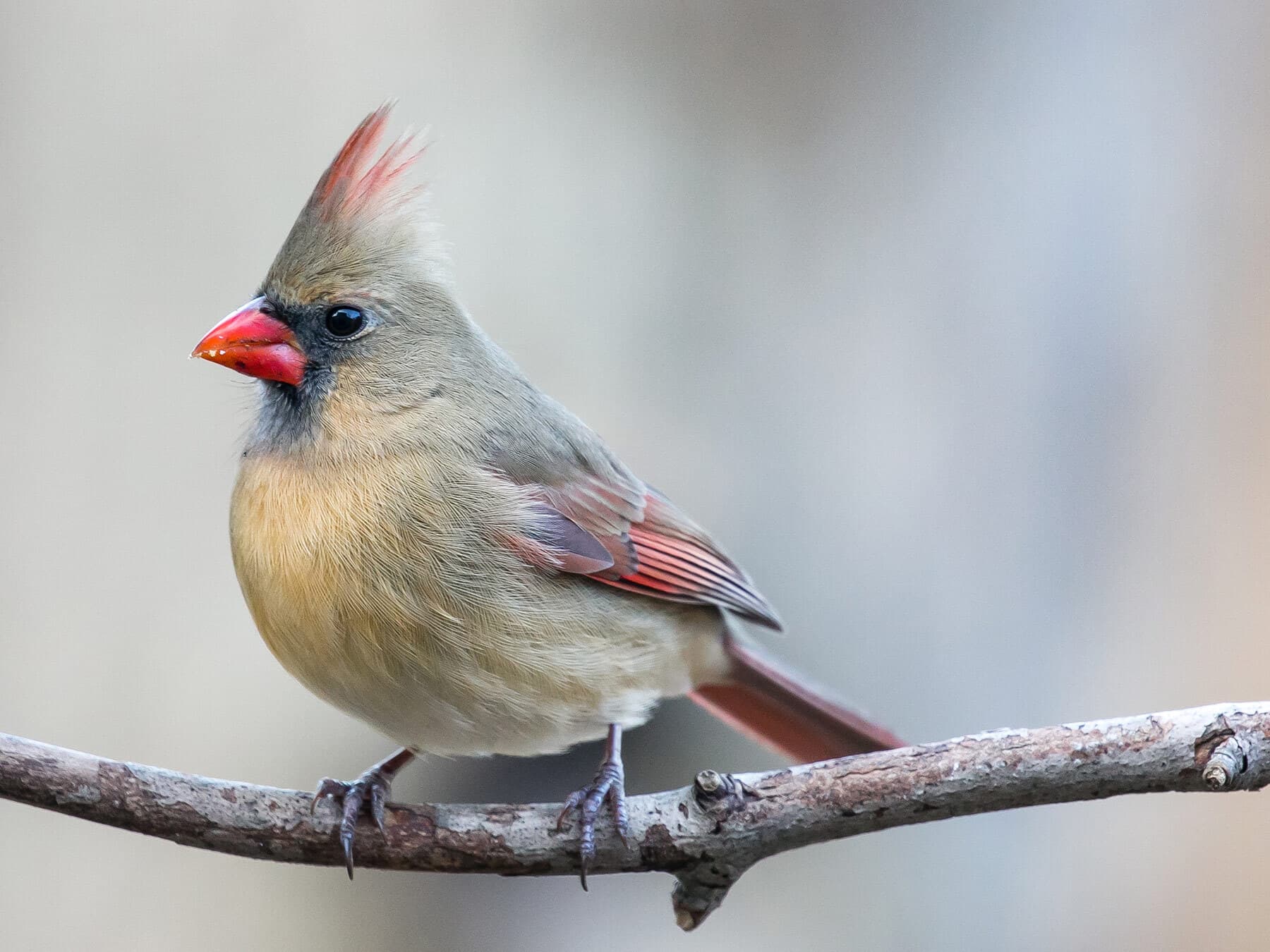 Female Cardinals: A Complete Guide | Birdfact