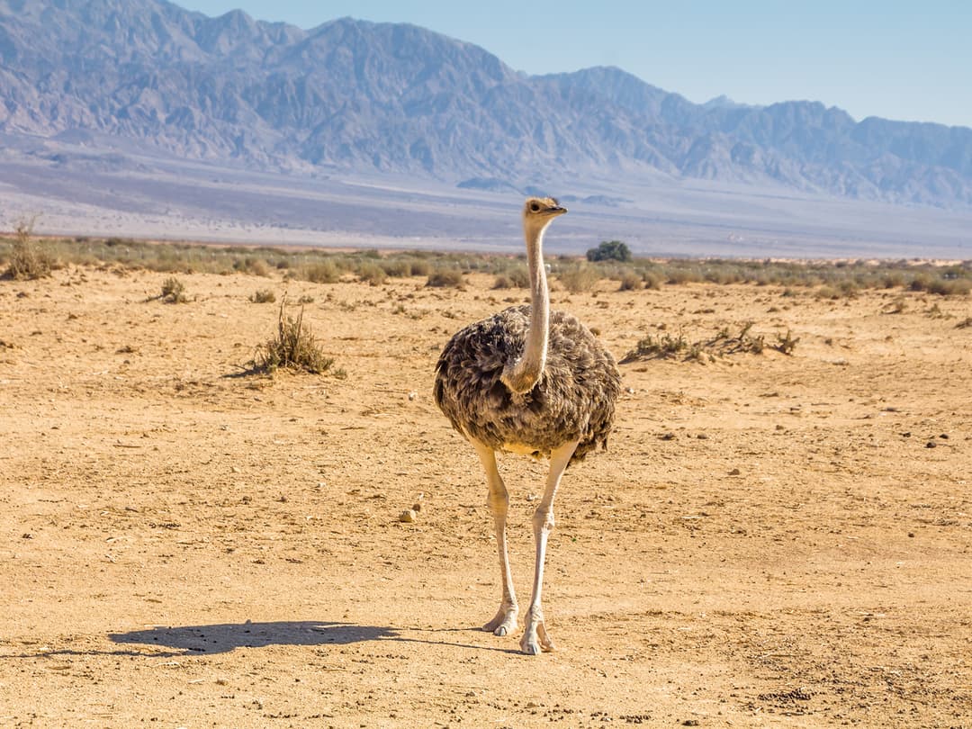 Do Ostriches Bury Their Heads In the Sand? | Birdfact