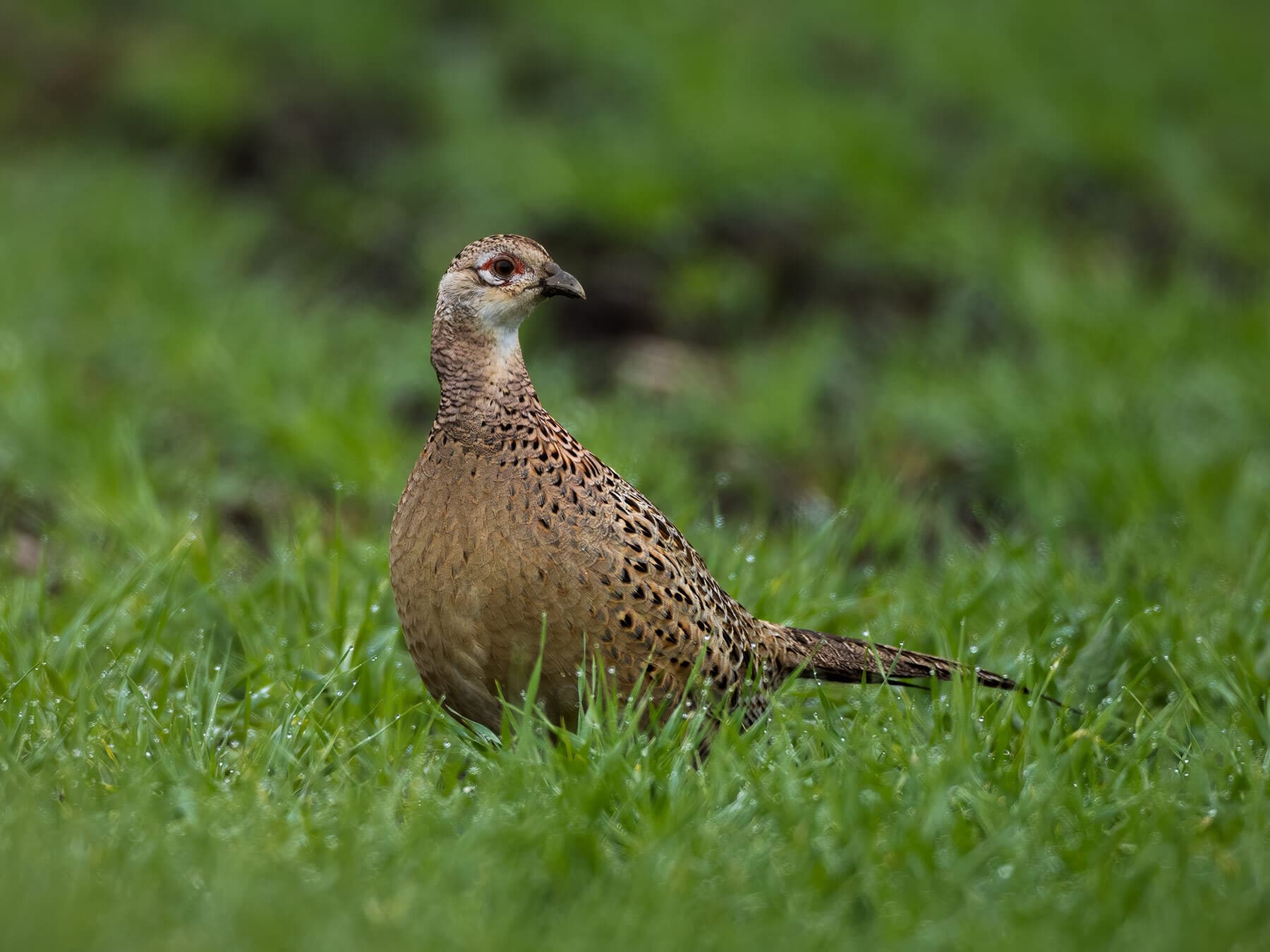 Female Pheasants (Male vs Female: Identification Guide) | Birdfact