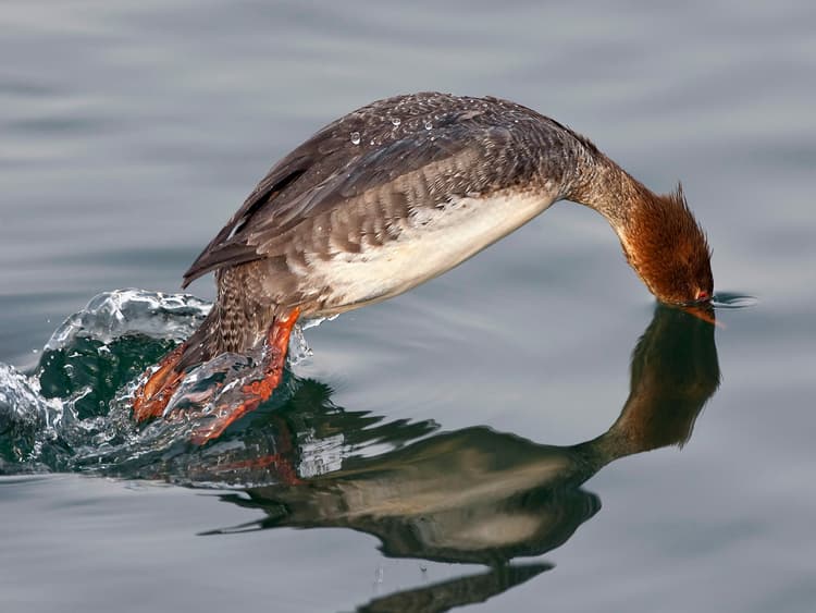 What Are Ducks’ Feet Called? A Guide to Understanding Webbed Feet ...