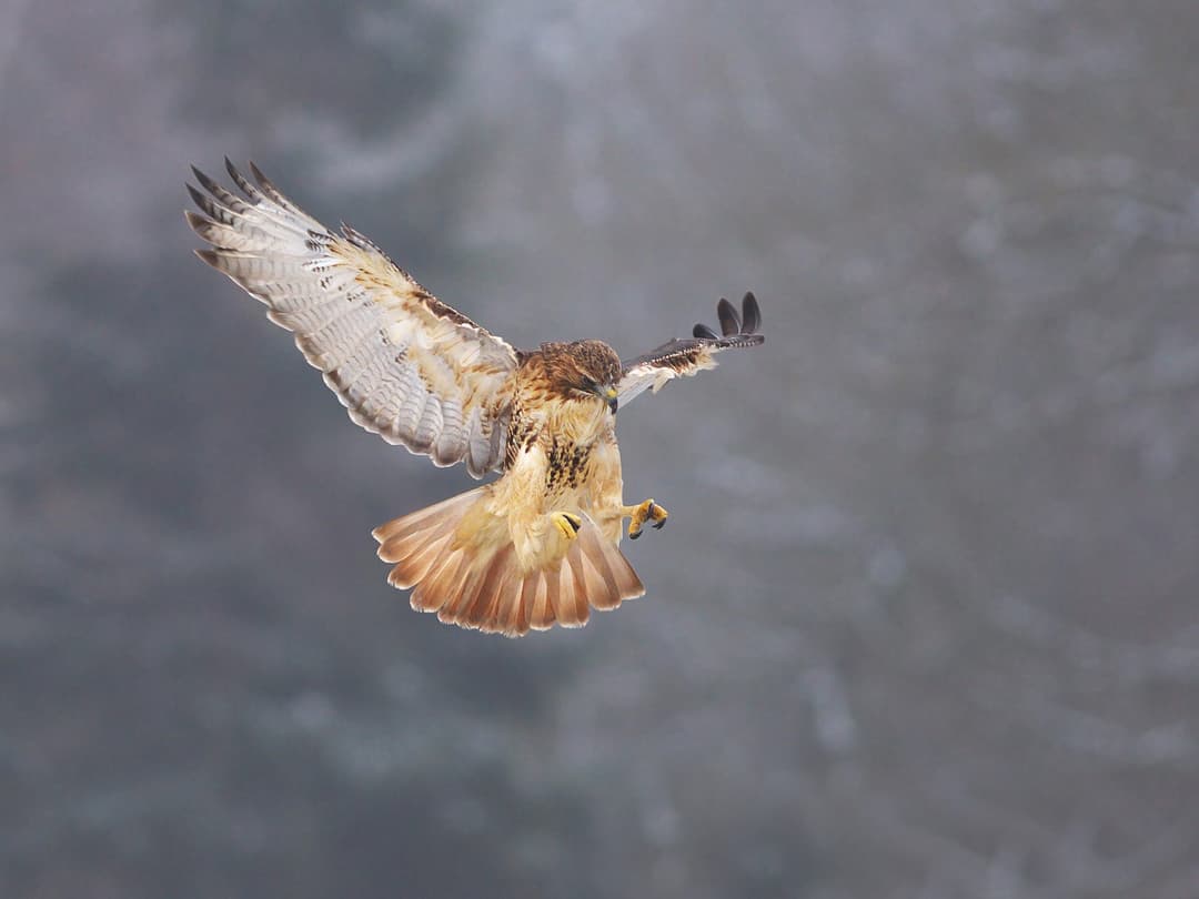How Long Do Red-Tailed Hawks Live? (Red-tailed Hawk Lifespan) | Birdfact