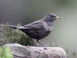 Ring Ouzel | Birdfact