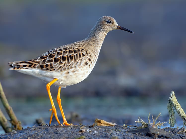 Ruff | Birdfact