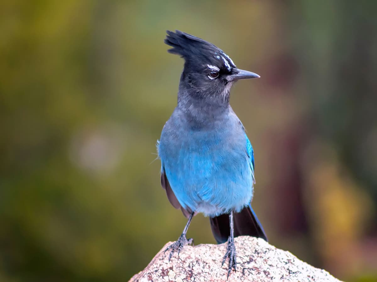 Female Steller's Jays (Male vs Female Identification Guide) | Birdfact