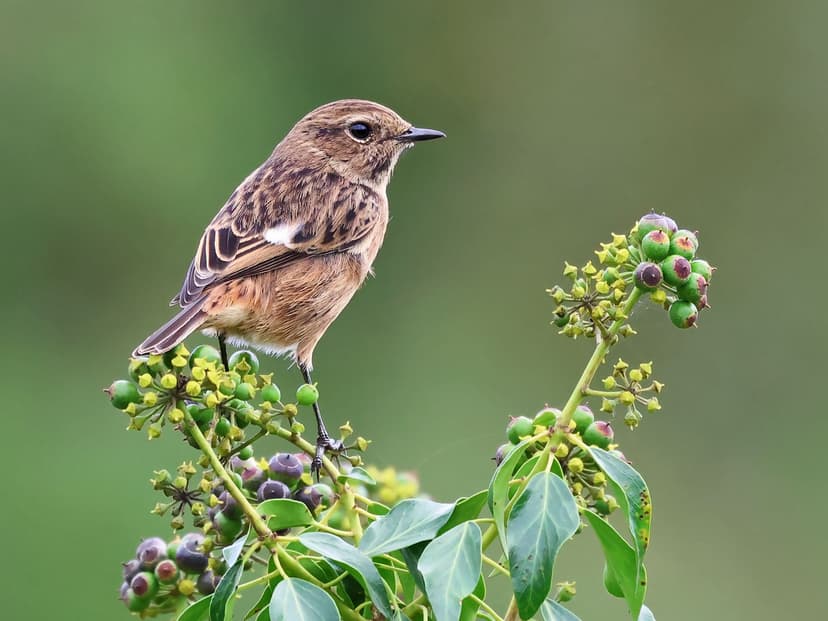 Stonechat | Birdfact