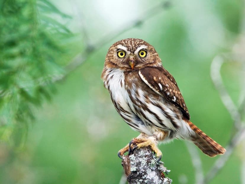 Owls (Strigidae) | Birdfact