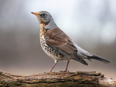 Fieldfare | Birdfact