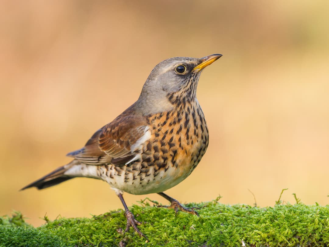 Thrushes In The UK (Complete Guide with Pictures) | Birdfact