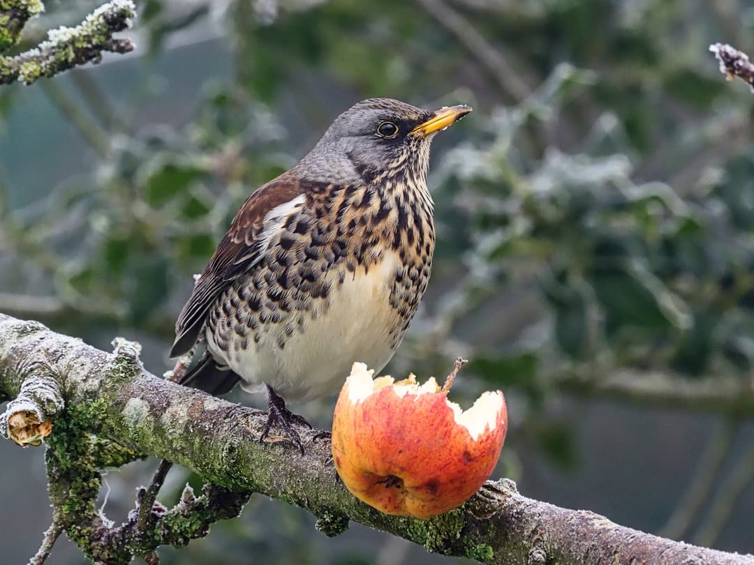 Fieldfare | Birdfact