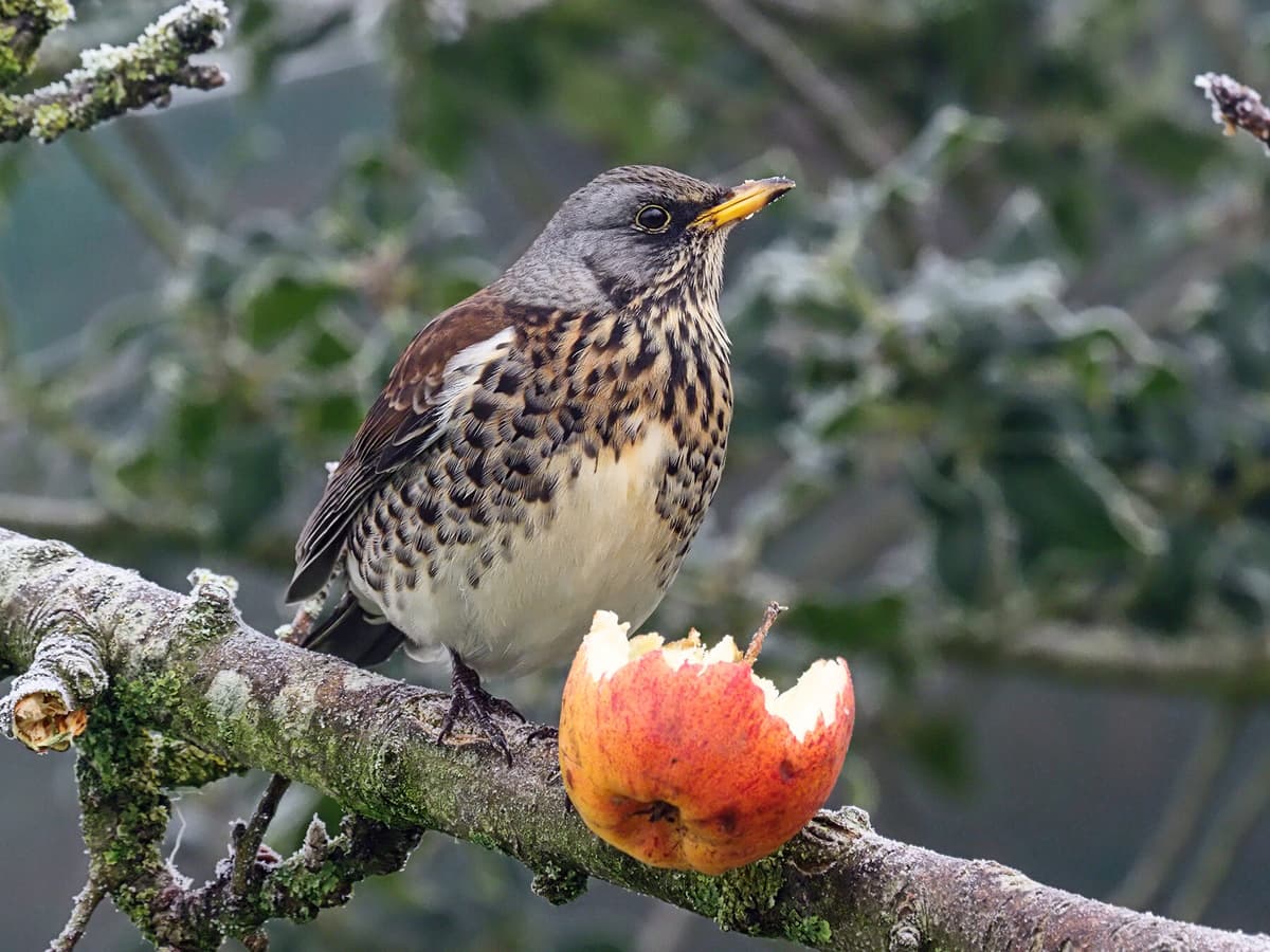 Fieldfare | Birdfact