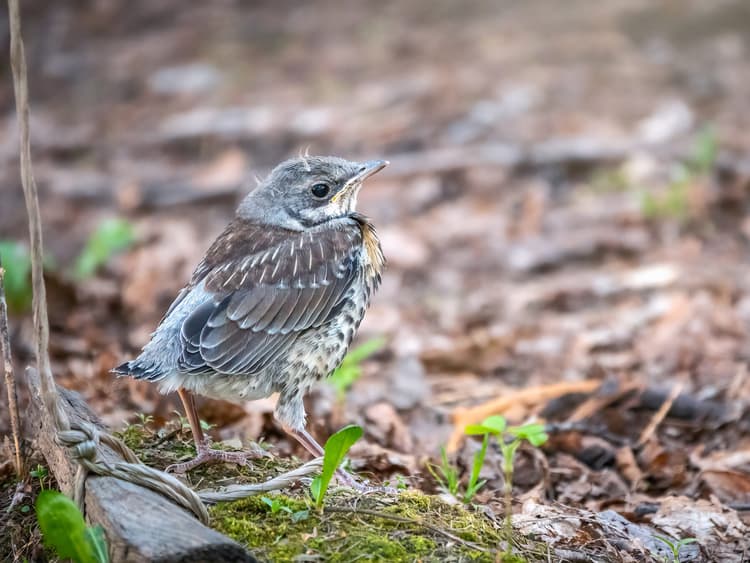 Fieldfare | Birdfact