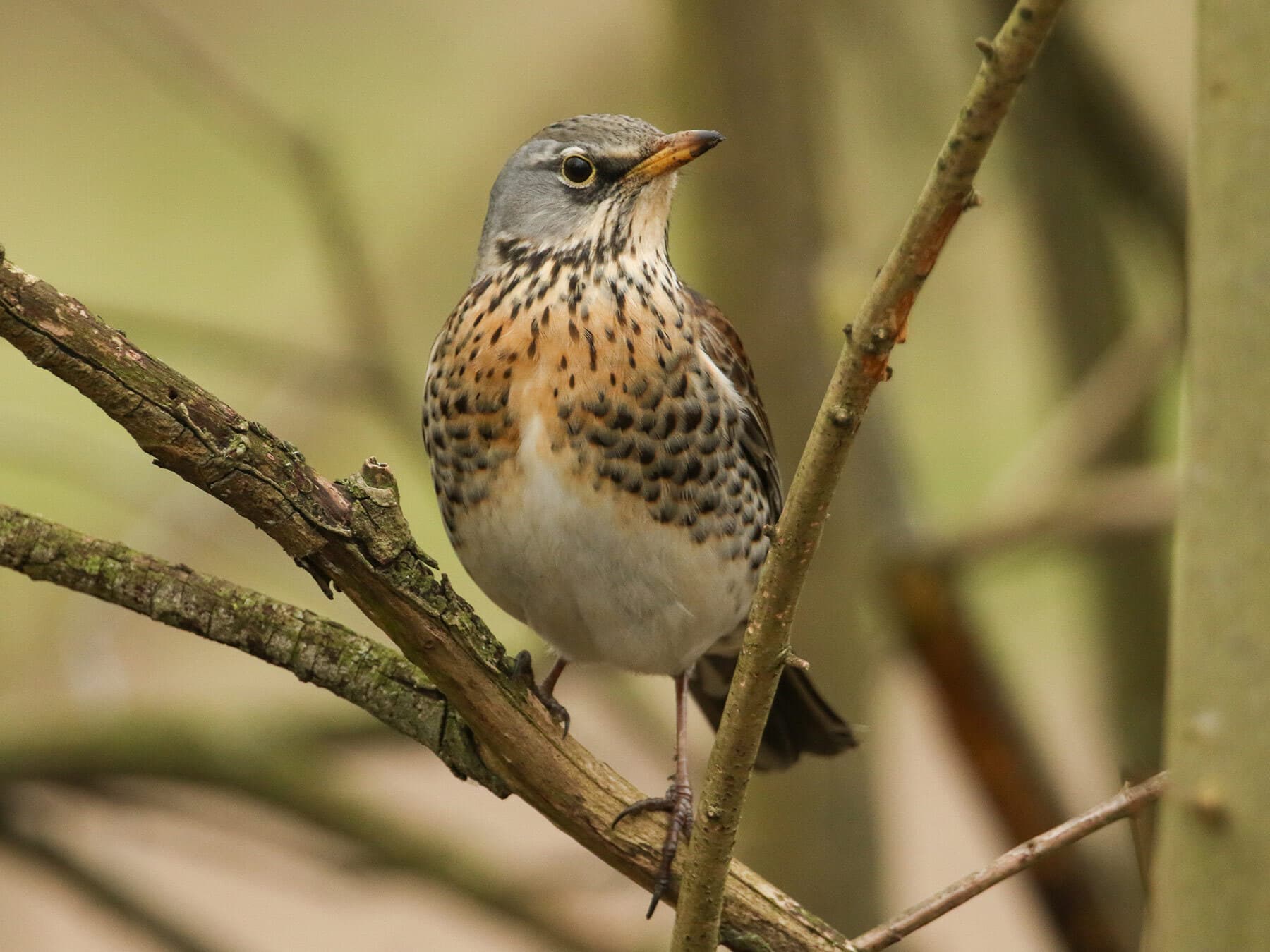 Fieldfare | Birdfact