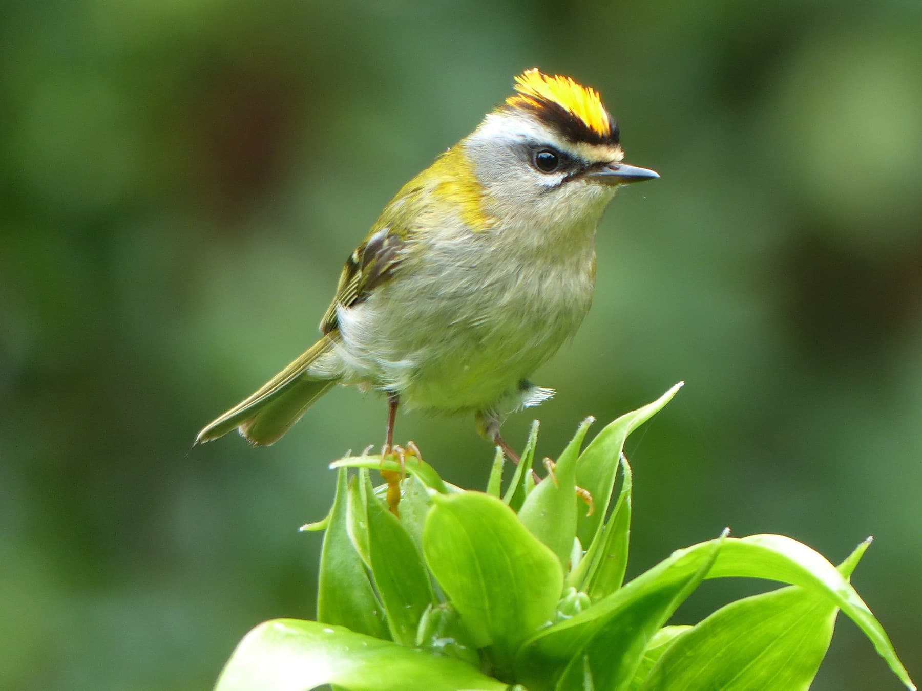 Goldcrest vs Firecrest: How to Tell Them Apart | Birdfact