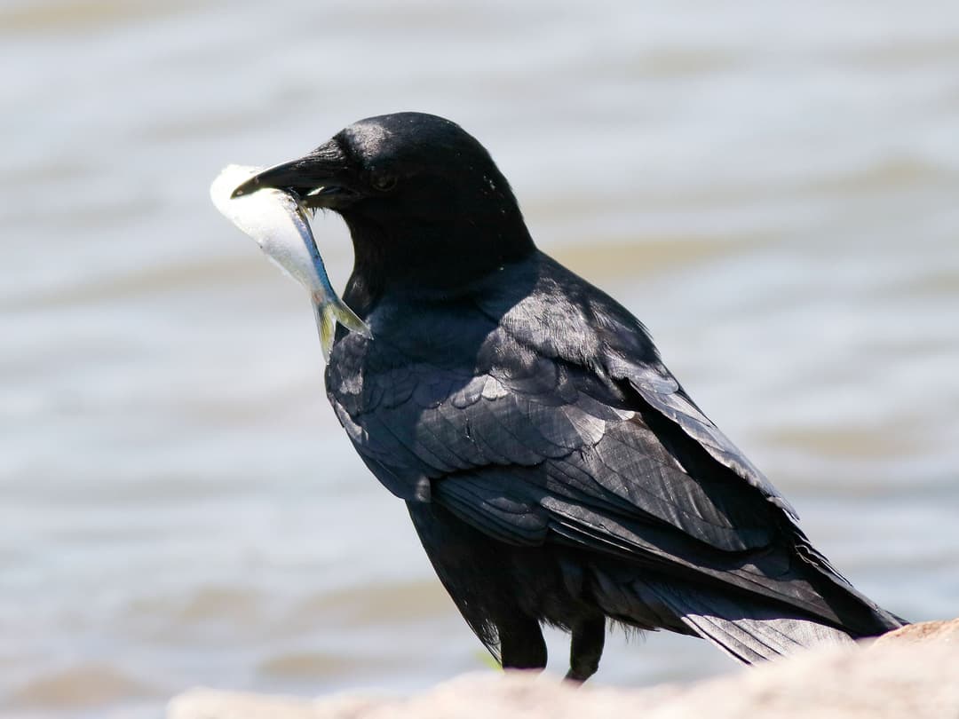 Fish Crow | Birdfact