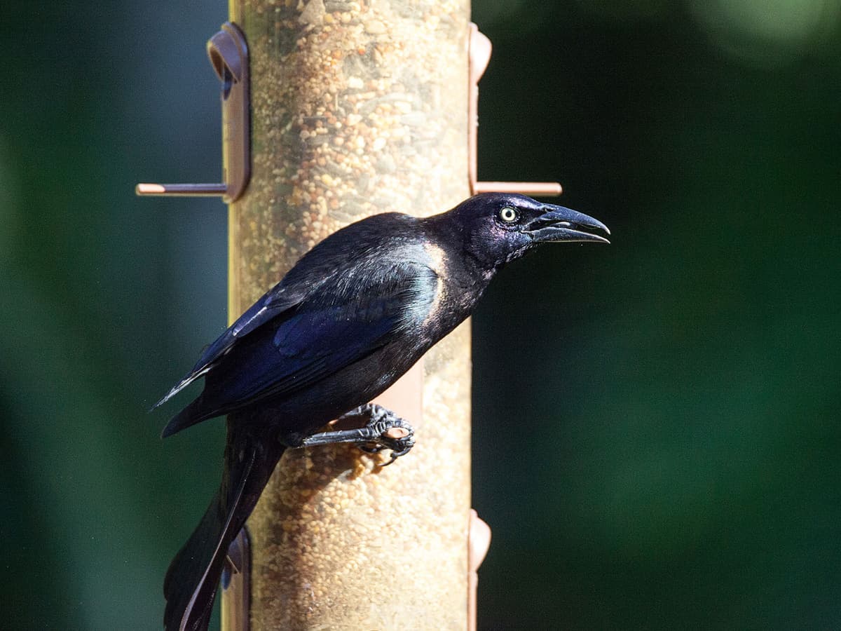 Fish Crow | Birdfact