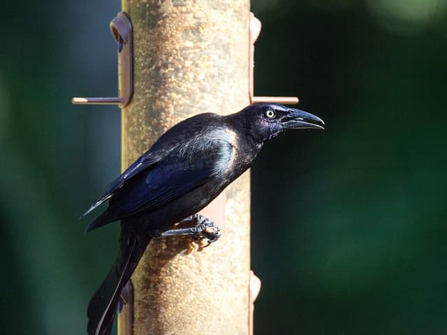 Fish Crow | Birdfact