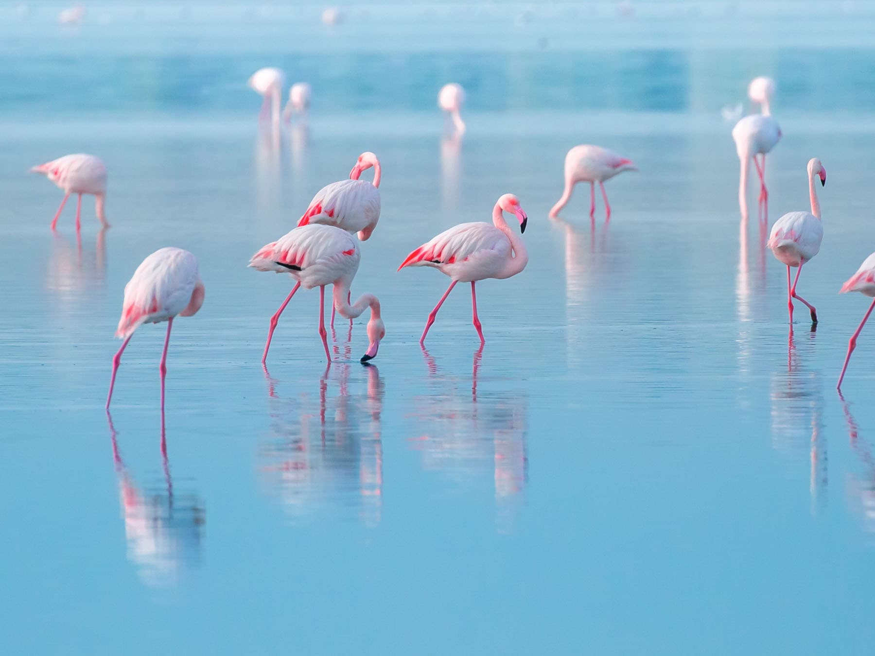 Where Do Flamingos Live? (Habitat, Range + Distribution) | Birdfact