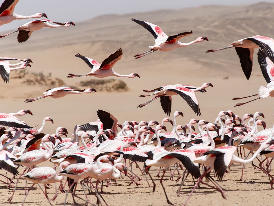 Flamingo Migration: All About The Great Pink Voyage | Birdfact
