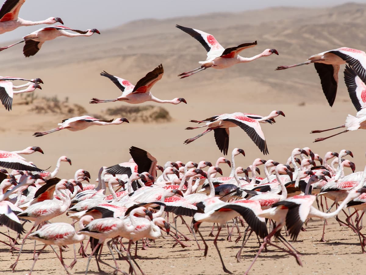 Flamingo Migration: All About The Great Pink Voyage | Birdfact