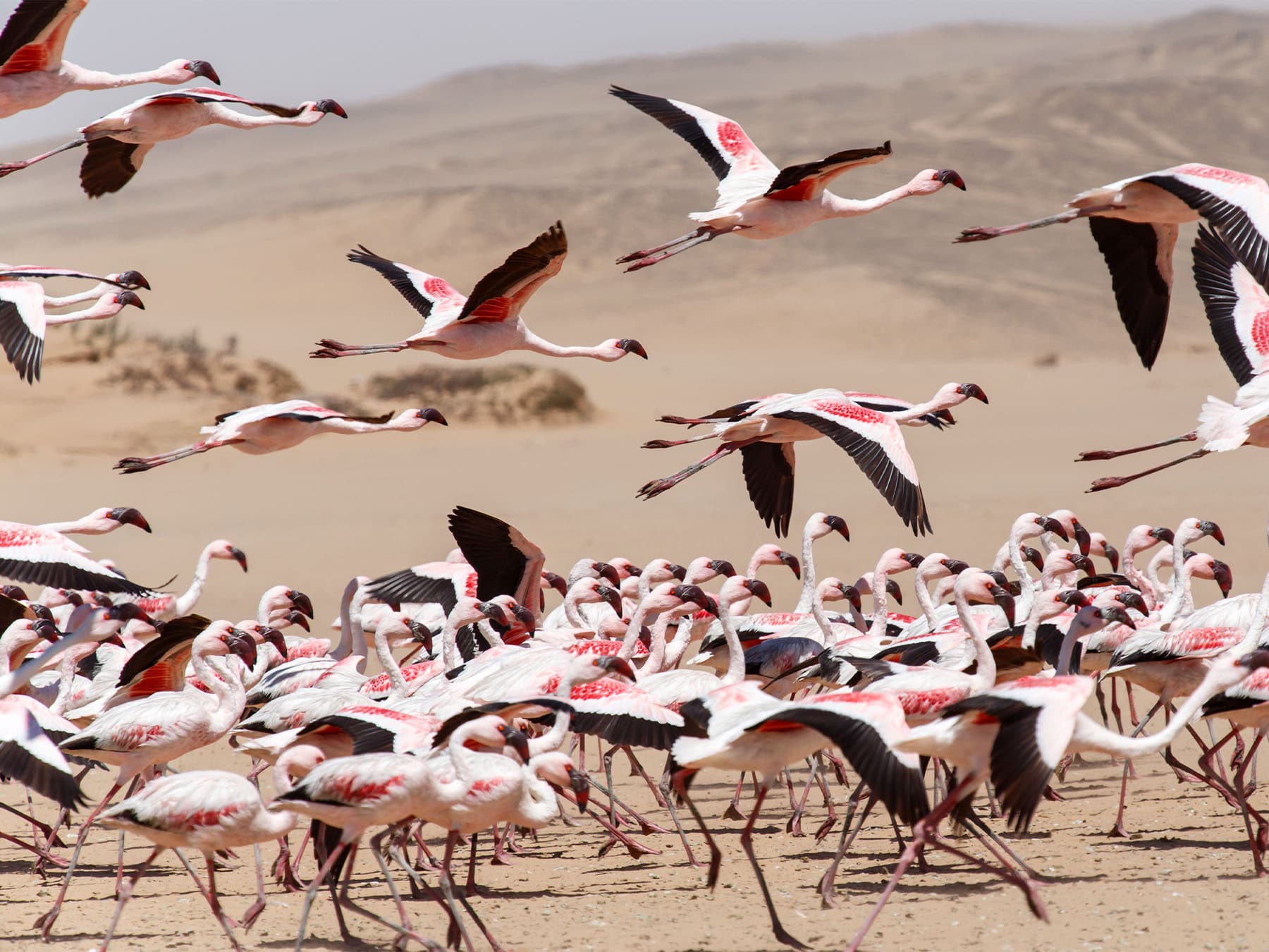 Flamingo Migration: All About The Great Pink Voyage | Birdfact