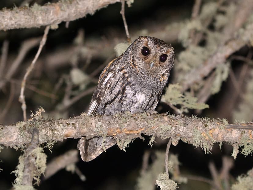 Owls (Strigidae) | Birdfact