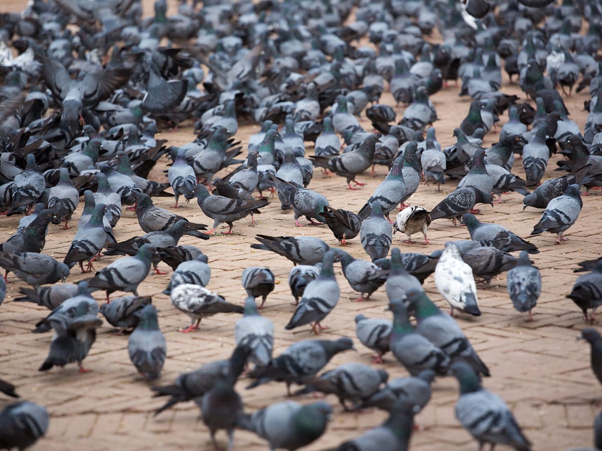 What is a Group of Pigeons Called? (Complete Guide) | Birdfact