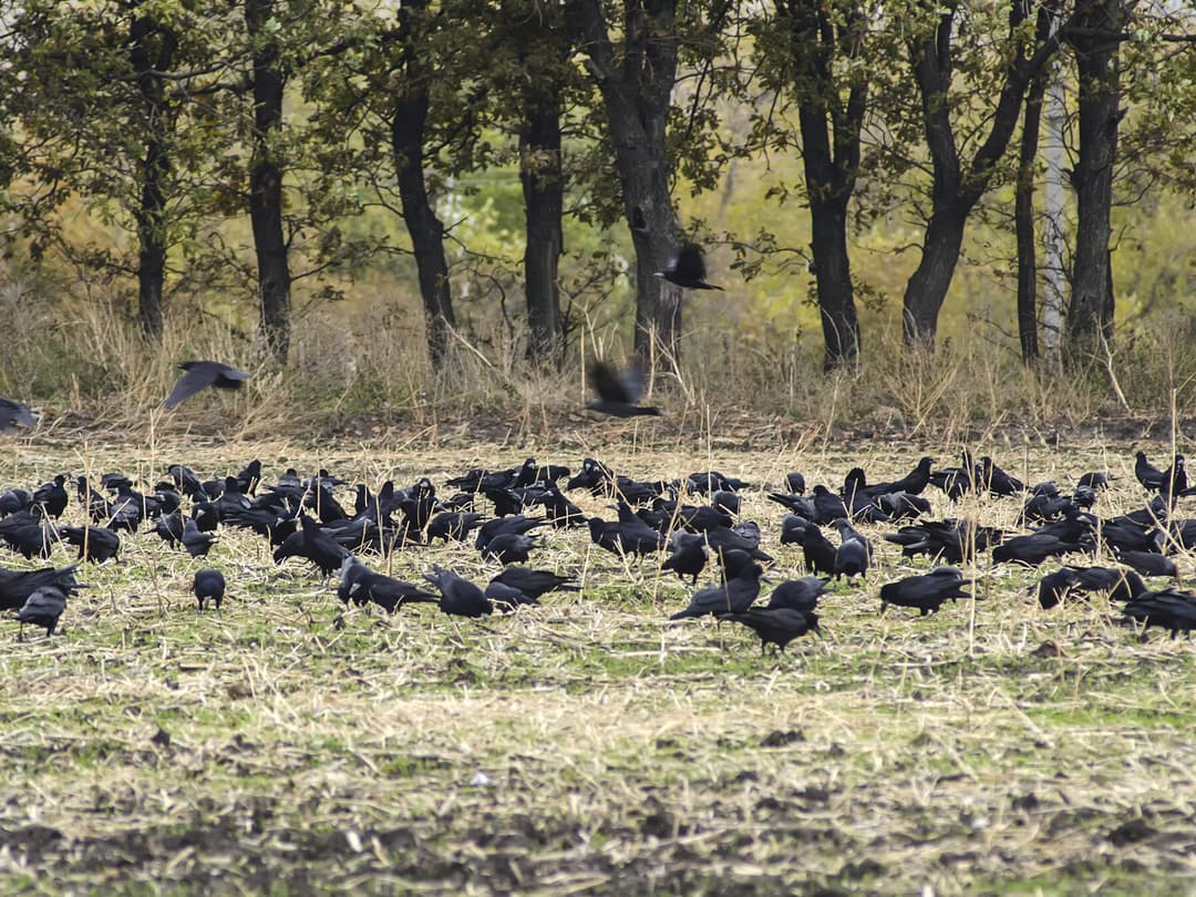 What is a Group of Crows Called? (And Why?) | Birdfact