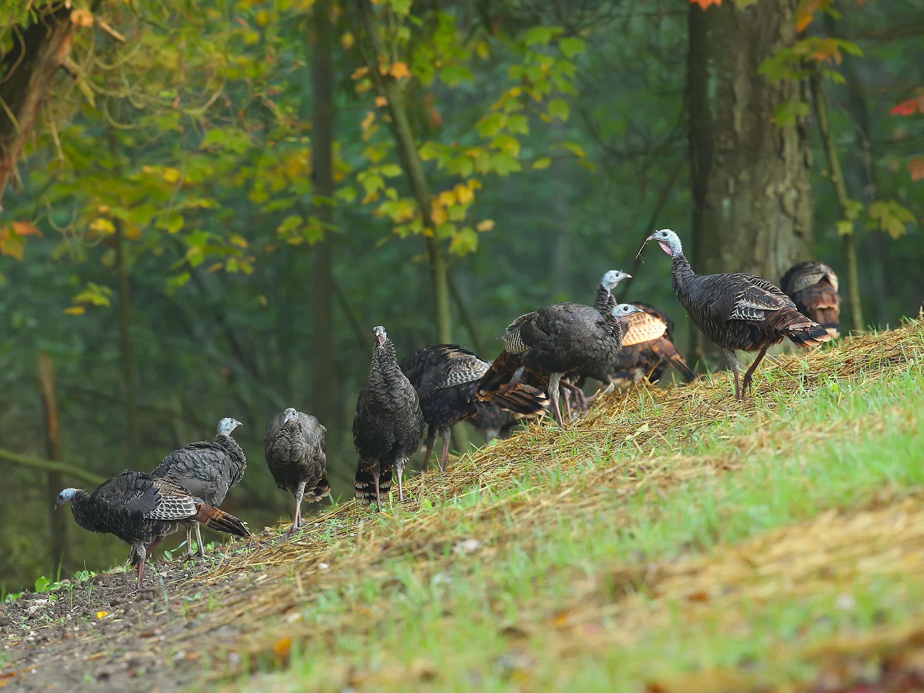 Wild Turkey Nesting (Behavior, Eggs + Location) | Birdfact