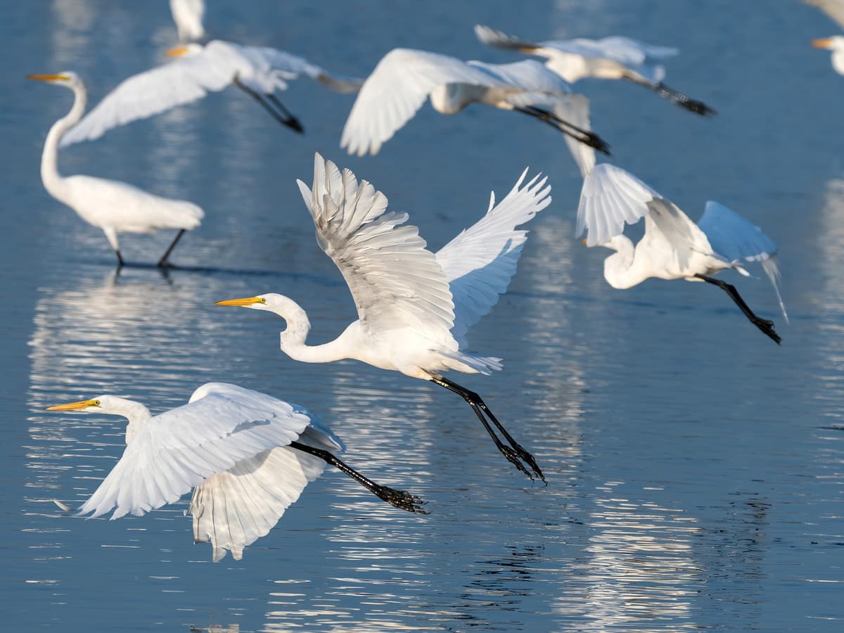 flocking behavior | Birdfact
