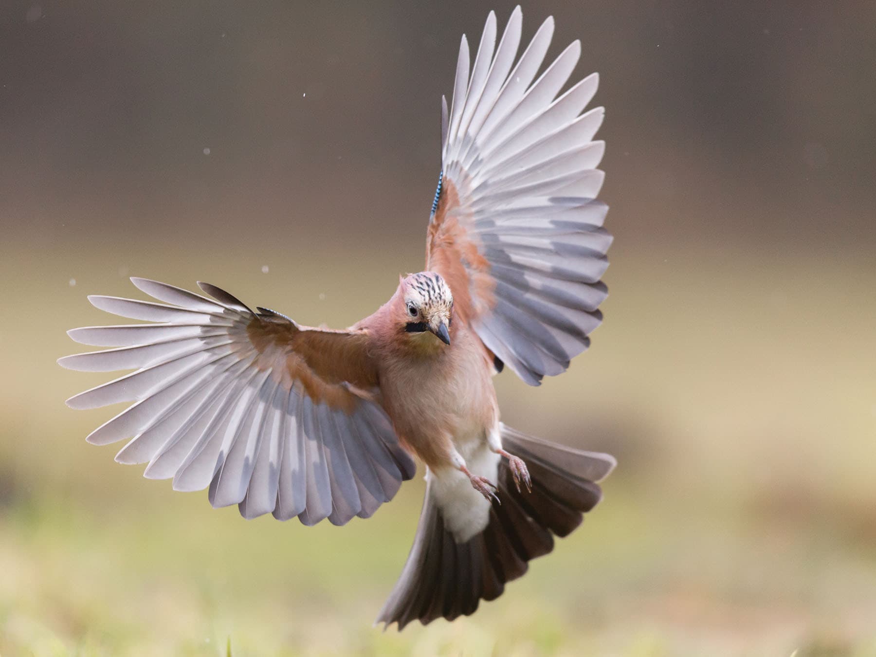 Eurasian Jay | Birdfact