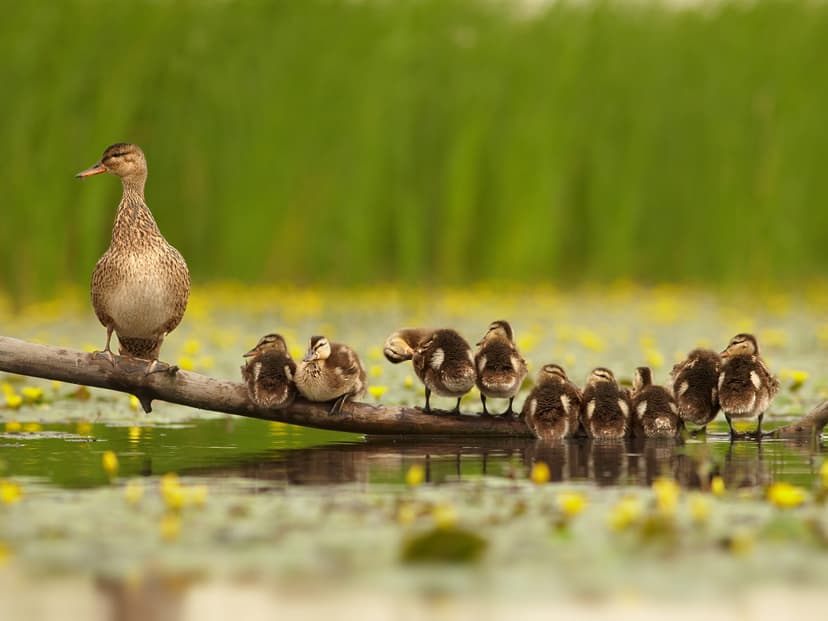 Gadwall | Birdfact