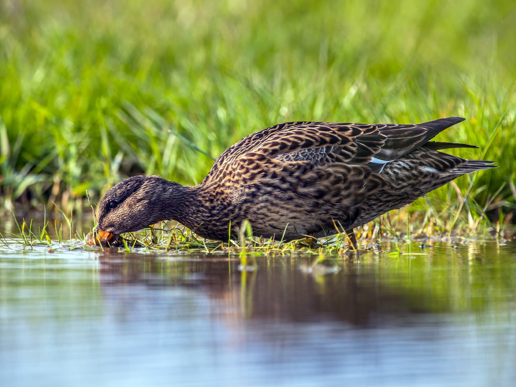 What Do Ducks Eat? (Full Diet, Feeding, Habits + Behavior) | Birdfact