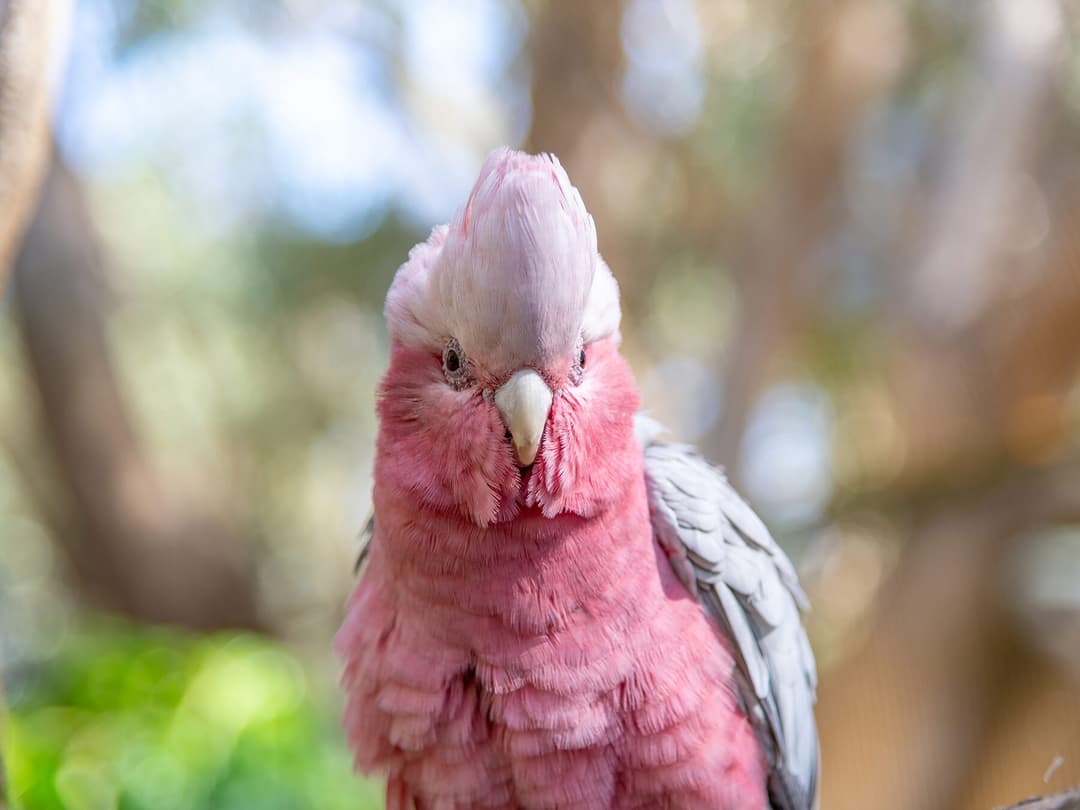 How Long Do Cockatoos Live? (All You Need To Know) | Birdfact