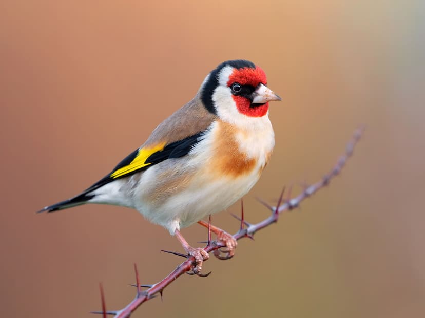 23 Common Garden Birds in the UK (Full Guide with Pictures) | Birdfact