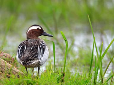 Garganey | Birdfact