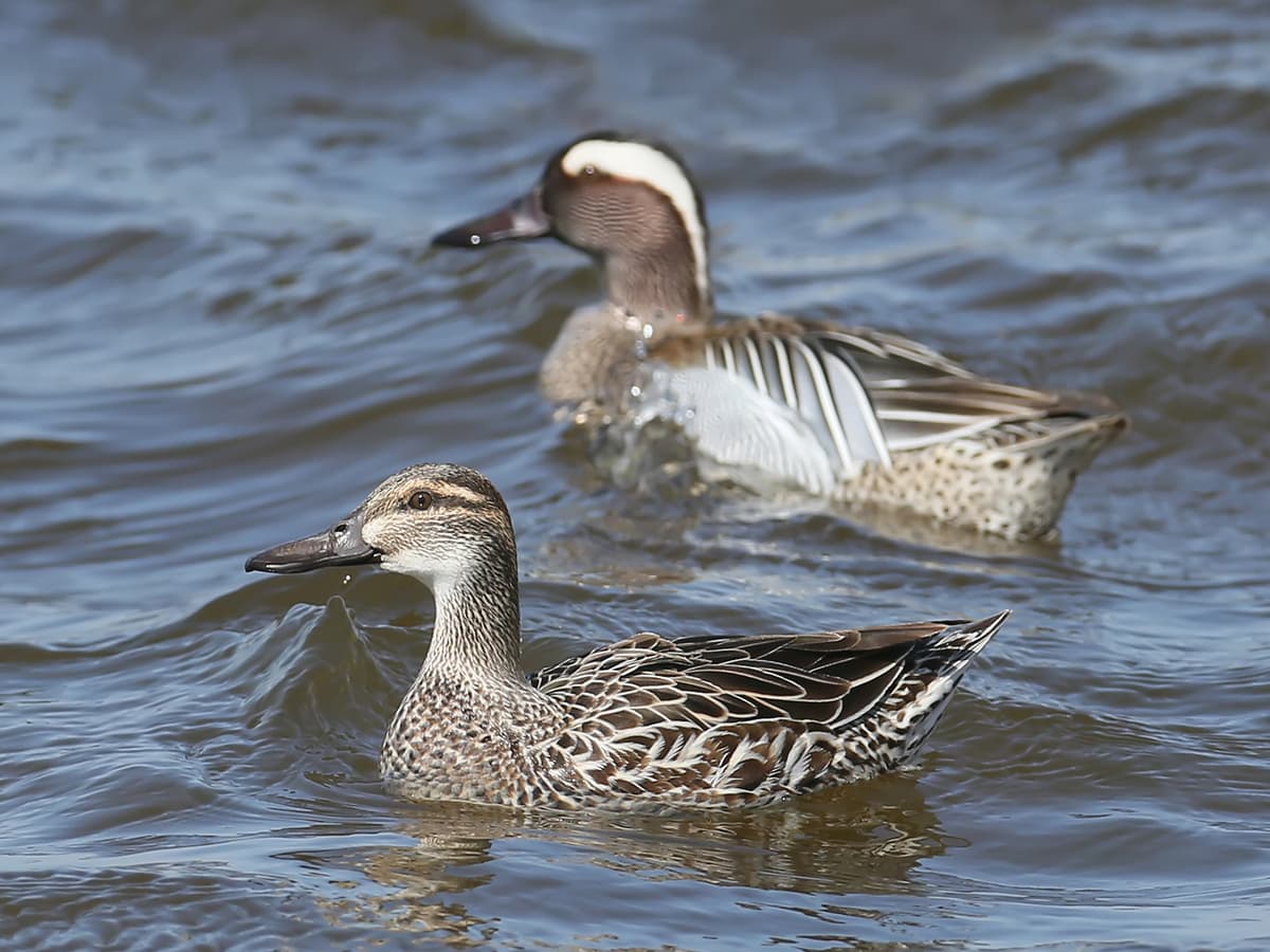 Garganey | Birdfact