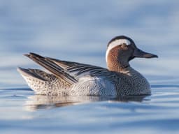 Garganey | Birdfact