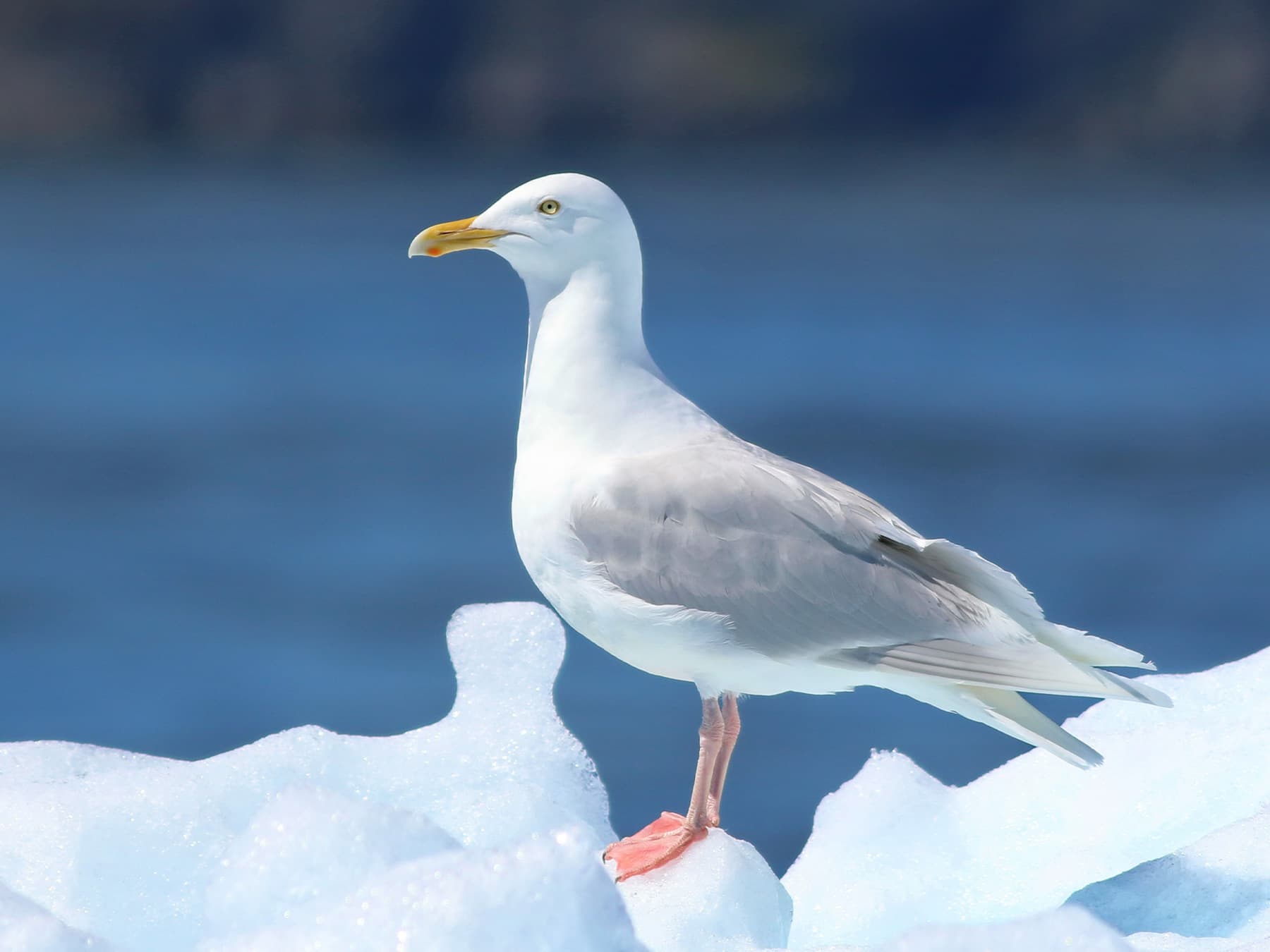 Glaucous Gull | Birdfact