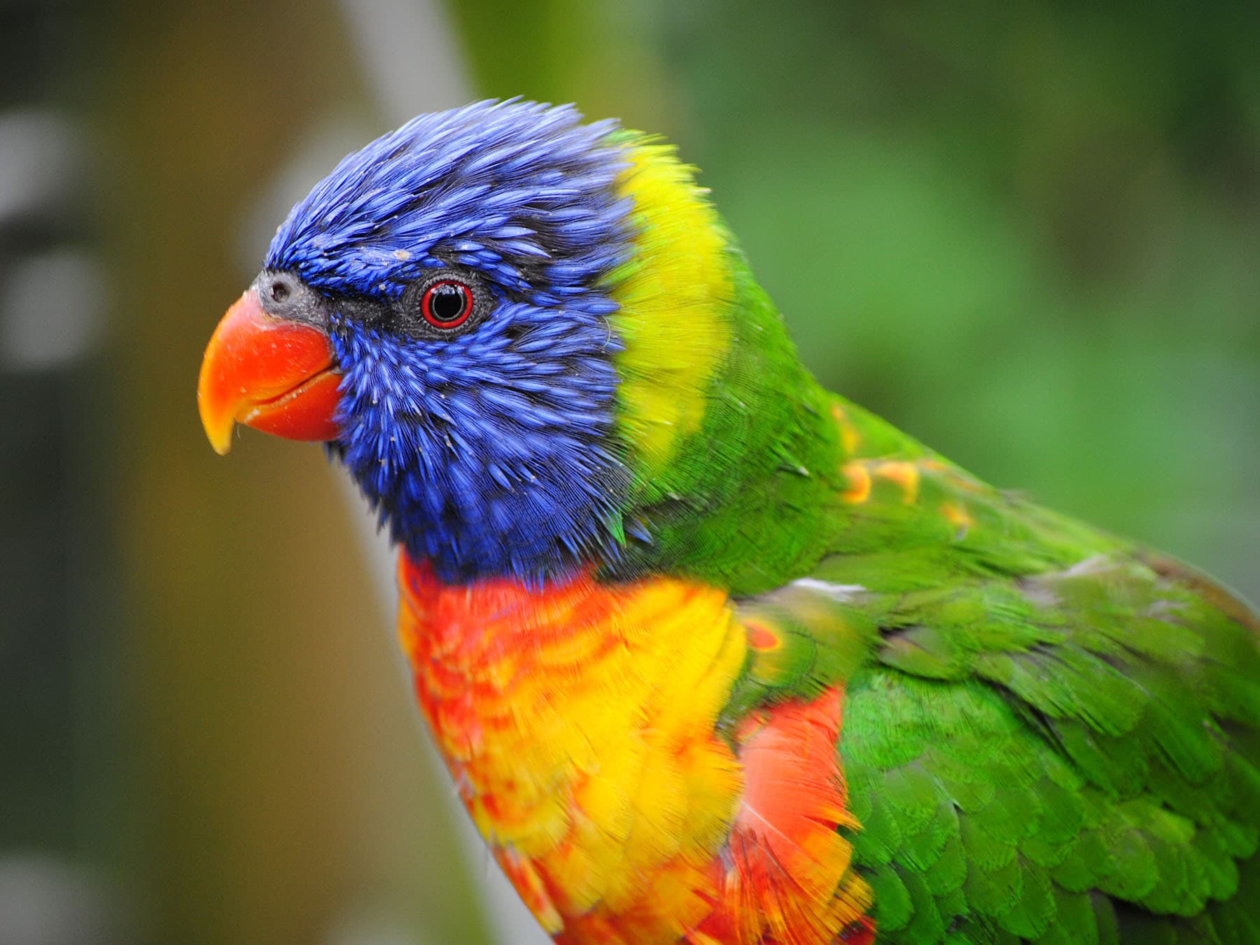 Global Overview of Bird Diversity: How Many Bird Species Exist? | Birdfact